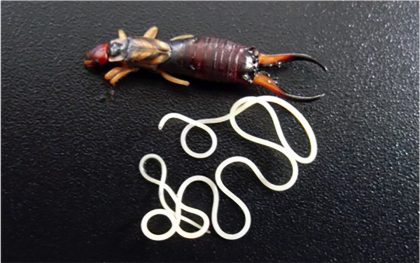 Let's go swimming: mermithid-infected earwigs exhibit positive ...
