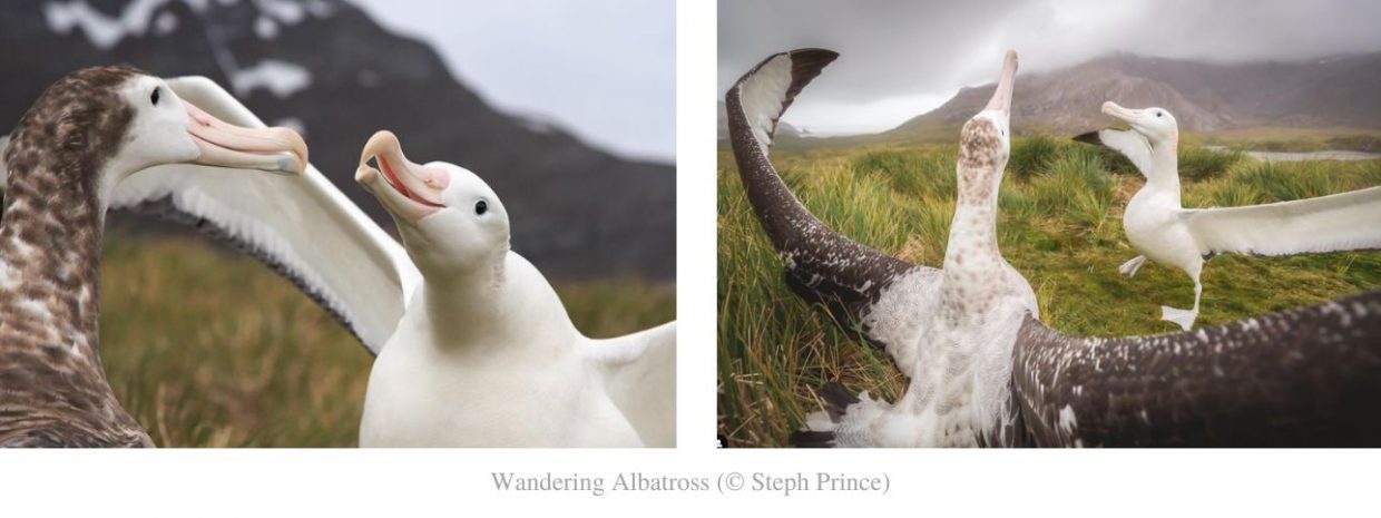 Seabirds and bycatch « Life Sciences# « Cambridge Core Blog