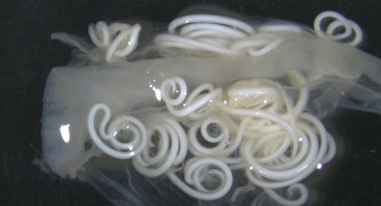 Parasitology celebrates World Fisheries Day with Special Issue on fish ...